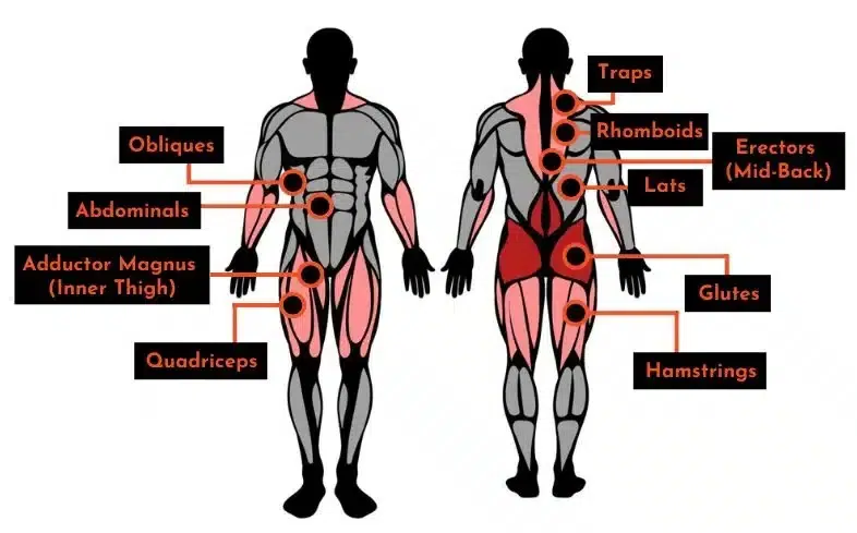 Dumbbell Deadlift: How To, Common Mistakes, & More ...